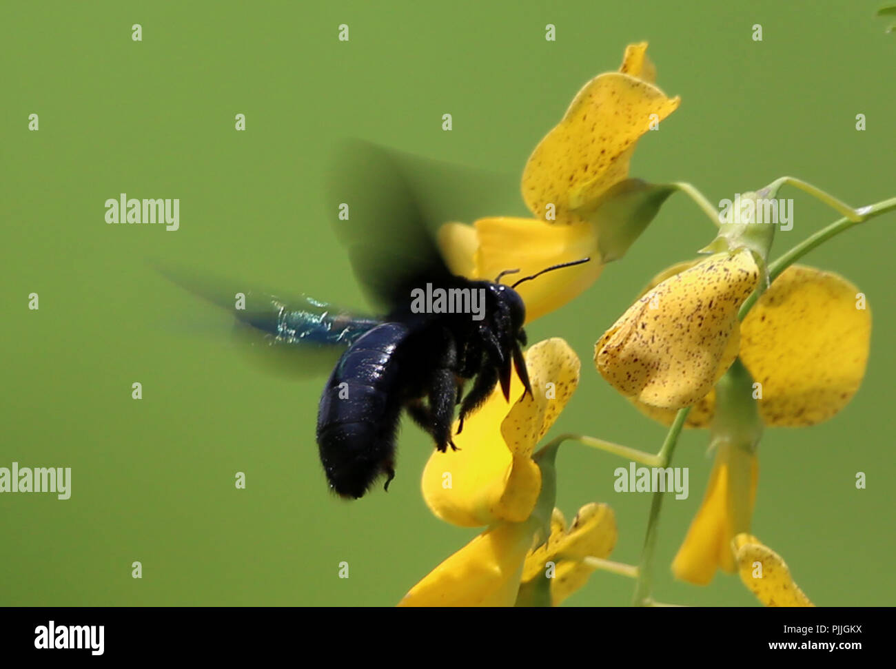 Maubin township hi-res stock photography and images - Alamy