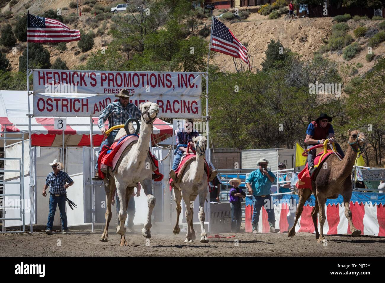 The camel virginia hi-res stock photography and images - Alamy