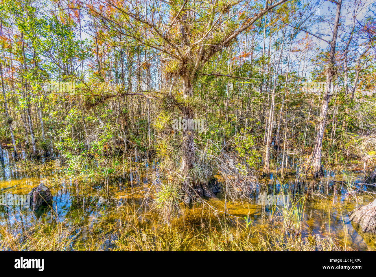 Everglades National Park in January, Florida on clear morning Stock ...