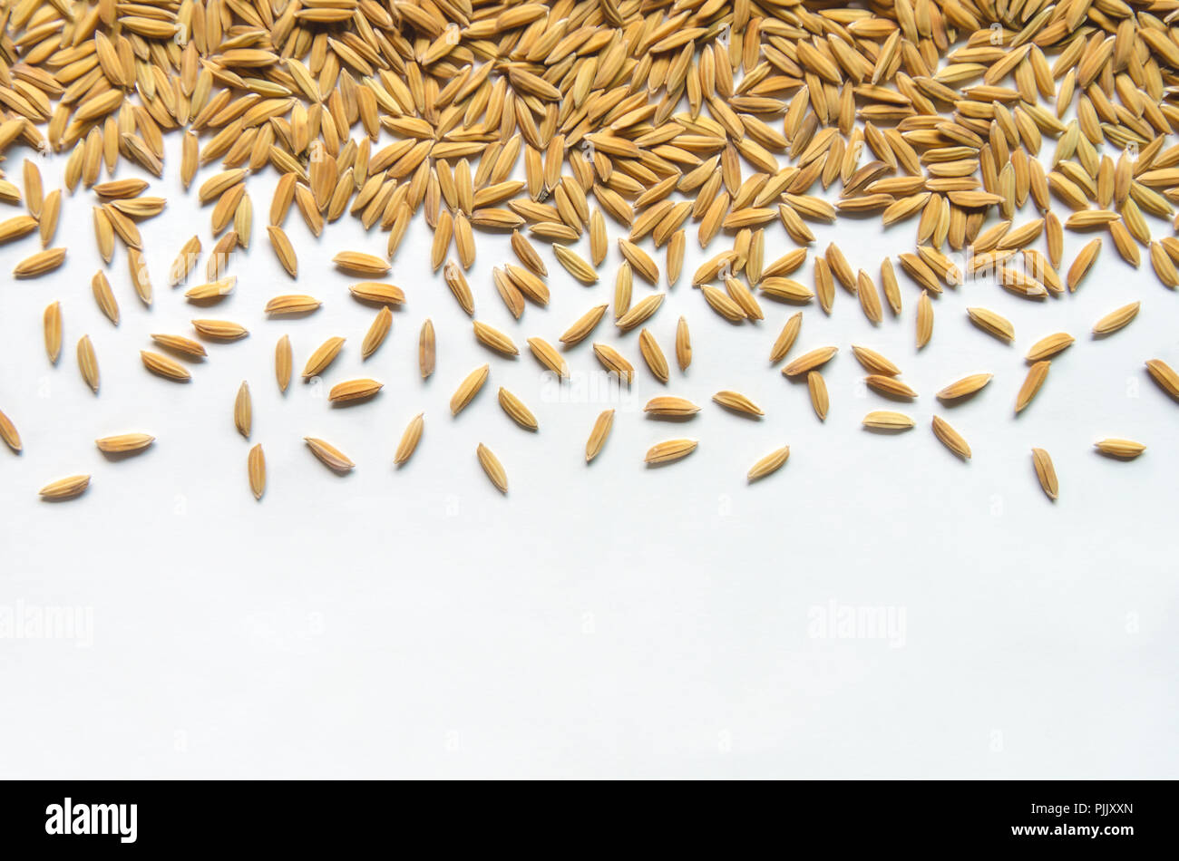 Top view of paddy rice and rice seed on the white background ...