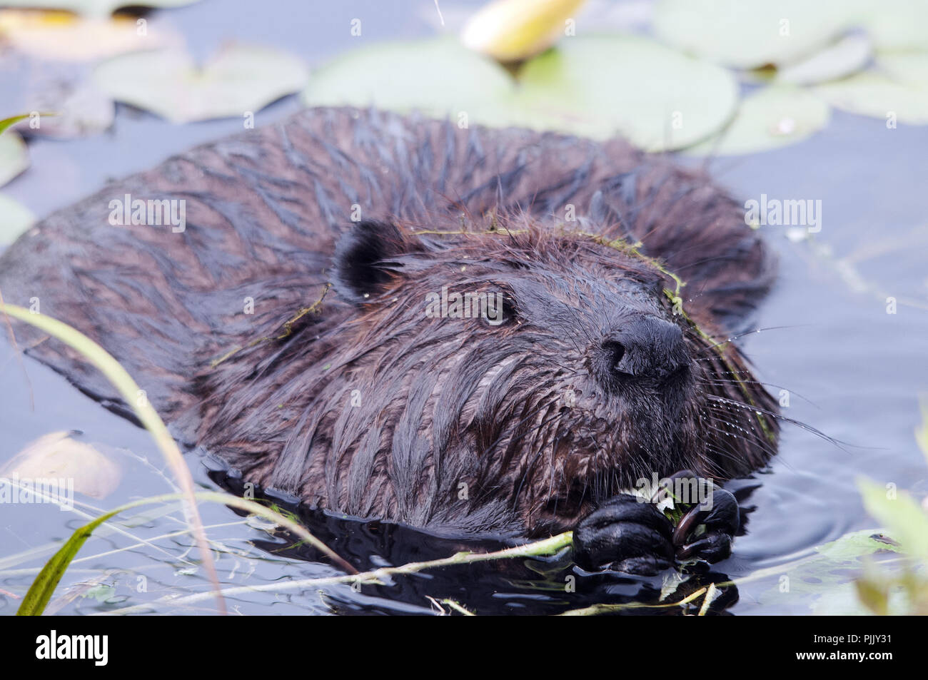 Beaver animal stock photos hi-res stock photography and images - Alamy