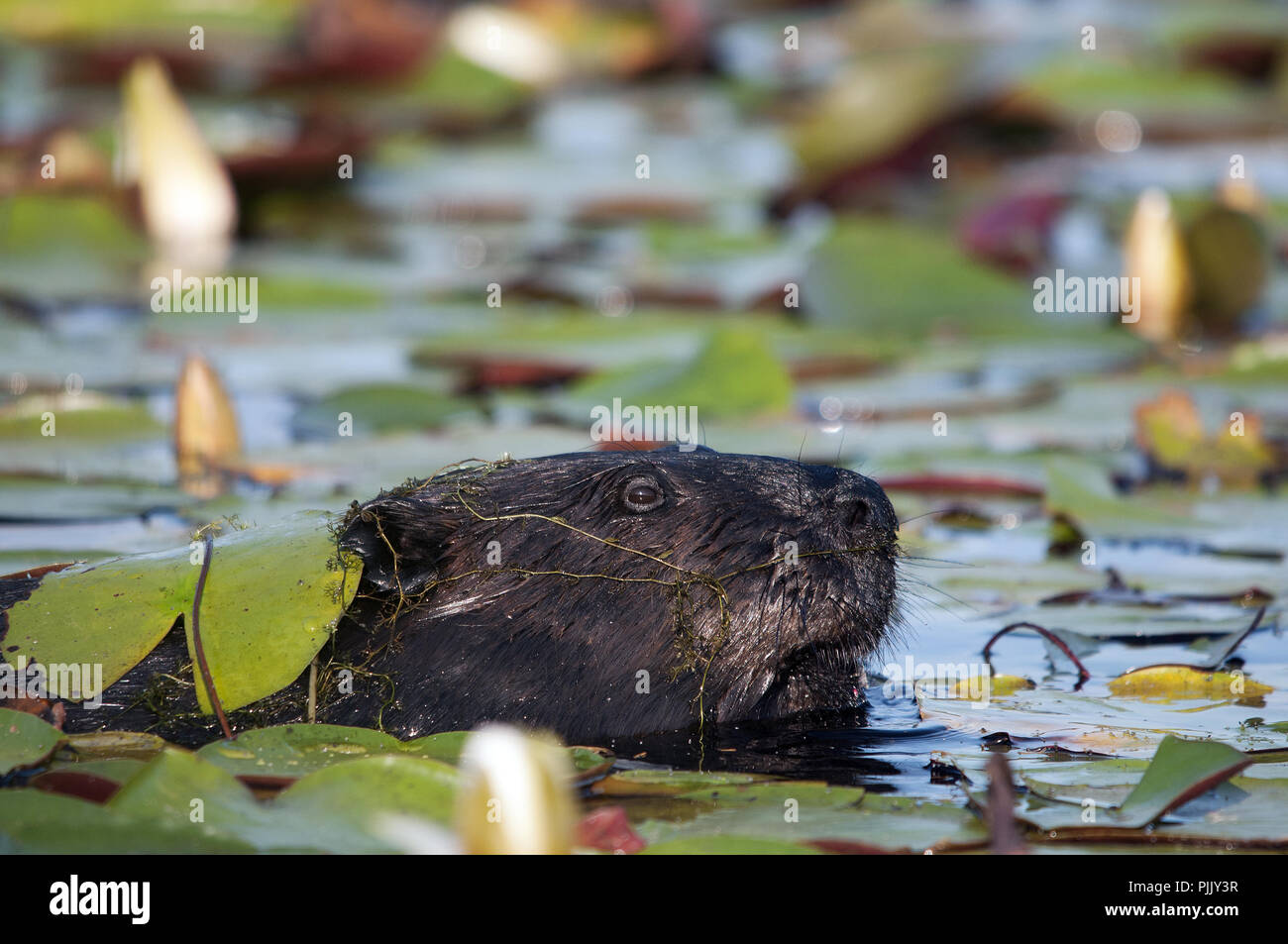 Beaver animal close-up profile view eating lily pads while exposing its ...