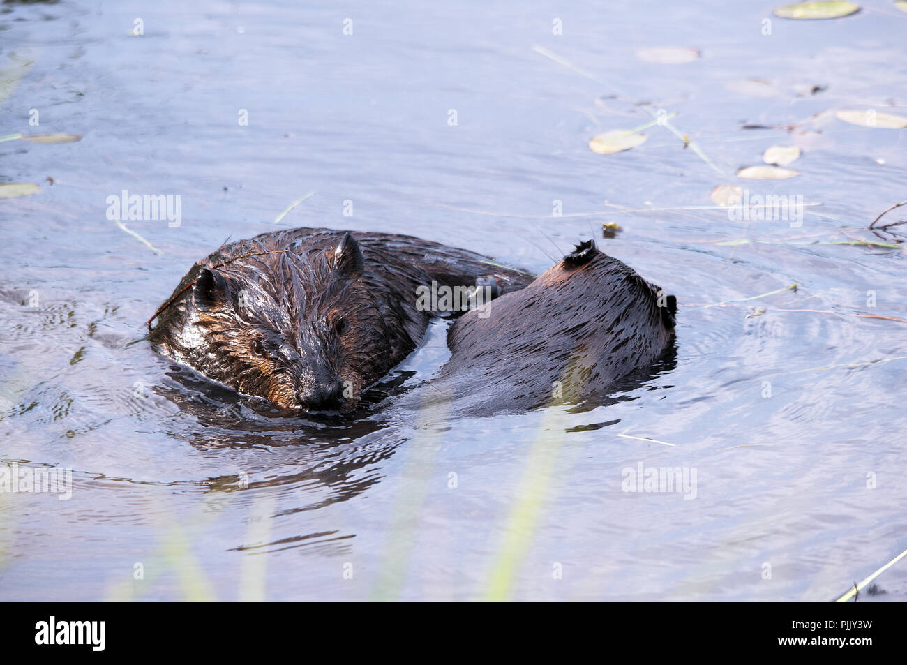 Beaver animal stock photos hi-res stock photography and images - Alamy