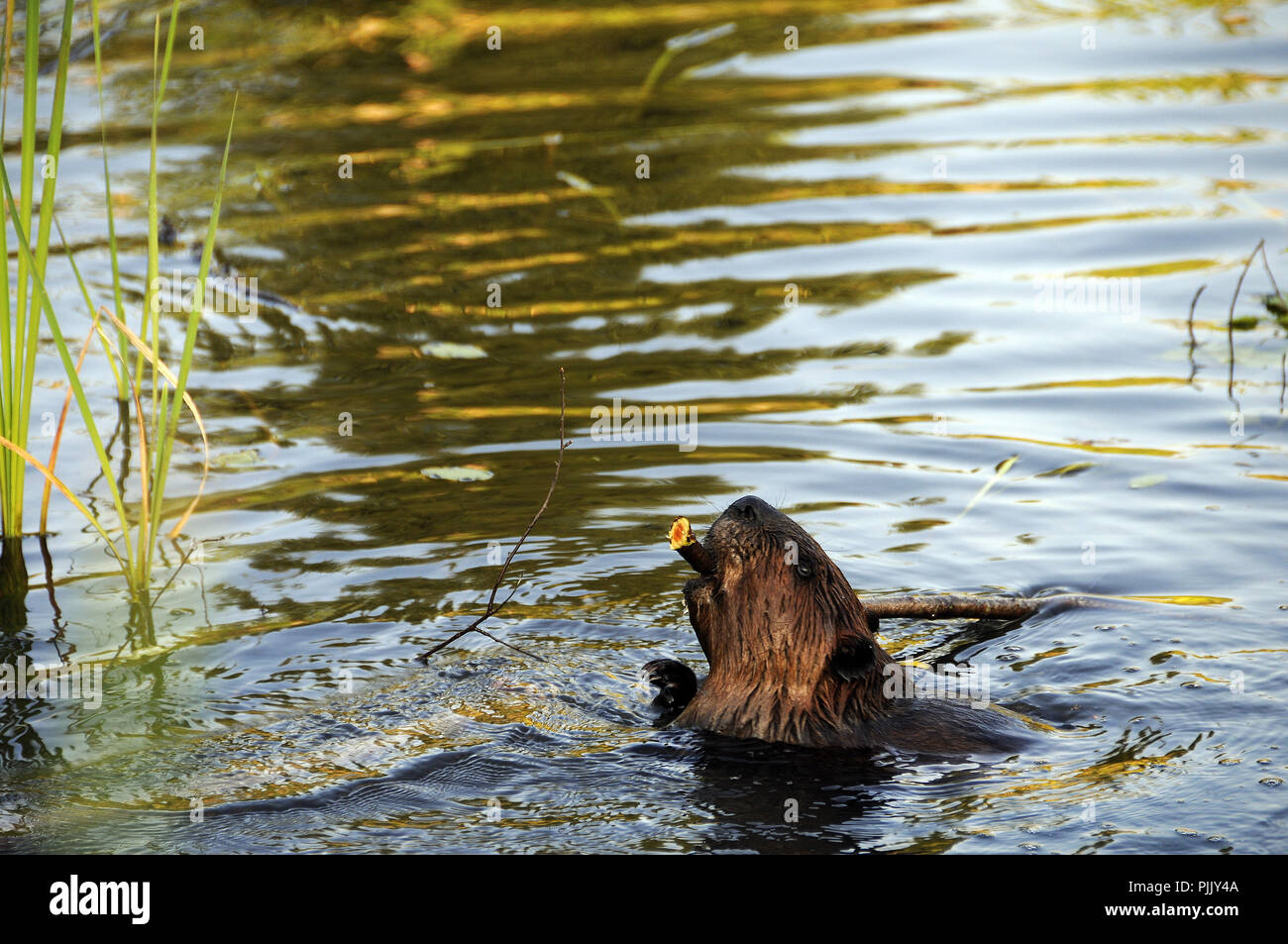 Beaver animal close-up profile view eating lily pads while exposing its ...