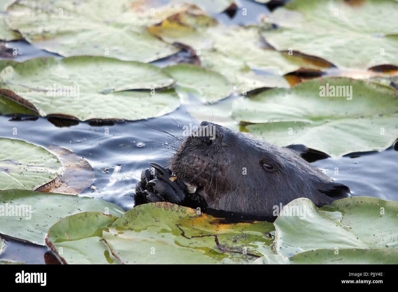 Beaver eating lily pads hi-res stock photography and images - Alamy