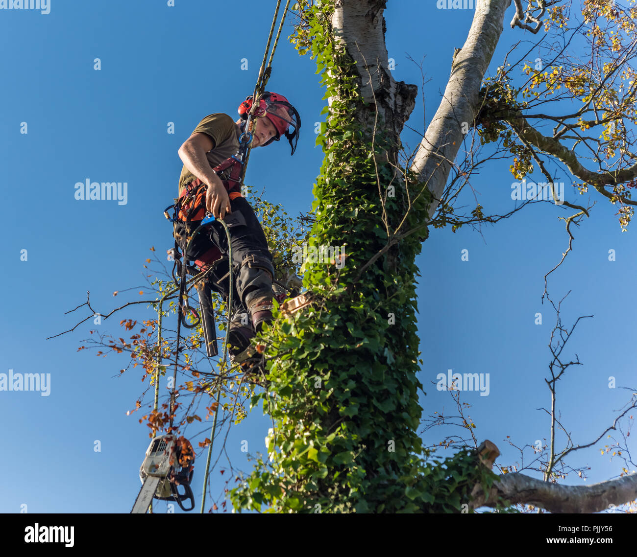 Andy Rouse, the Tree Surgeon, at work in East Budleigh Stock Photo - Alamy