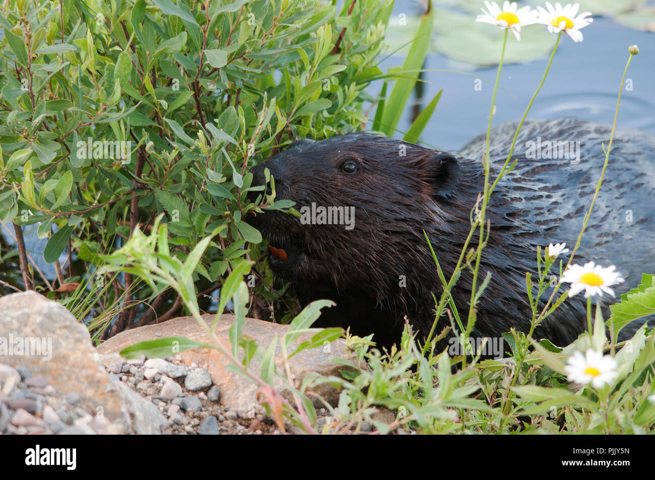 Beaver entertainment animal hi-res stock photography and images - Alamy