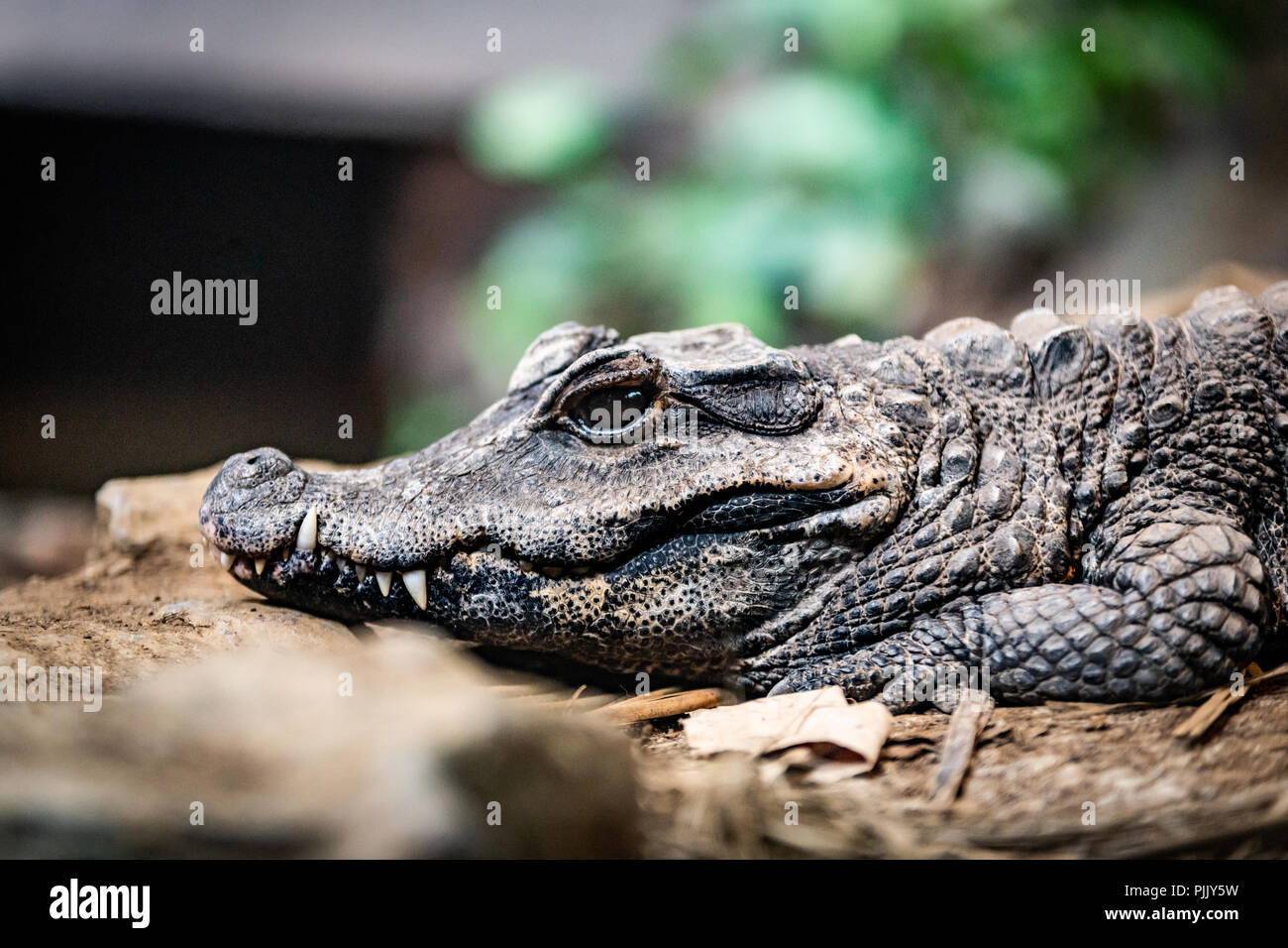 Dwarf crocodile (Osteolaemus tetraspis Stock Photo - Alamy