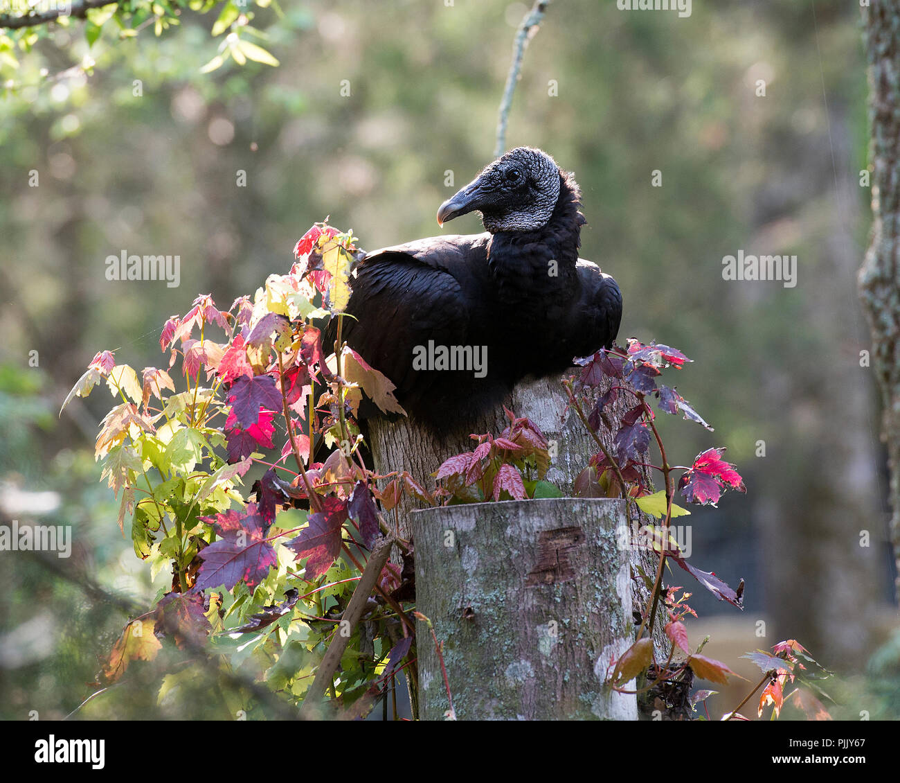 Vulture habitat photo hi-res stock photography and images - Alamy