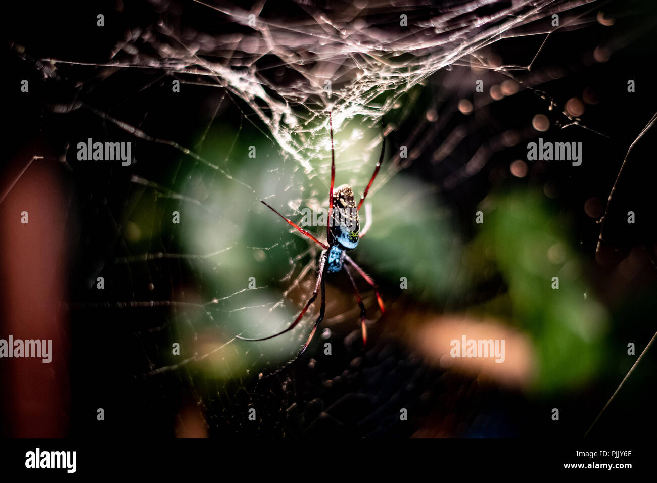 Golden silk orb-weaver spider on its web Stock Photo - Alamy