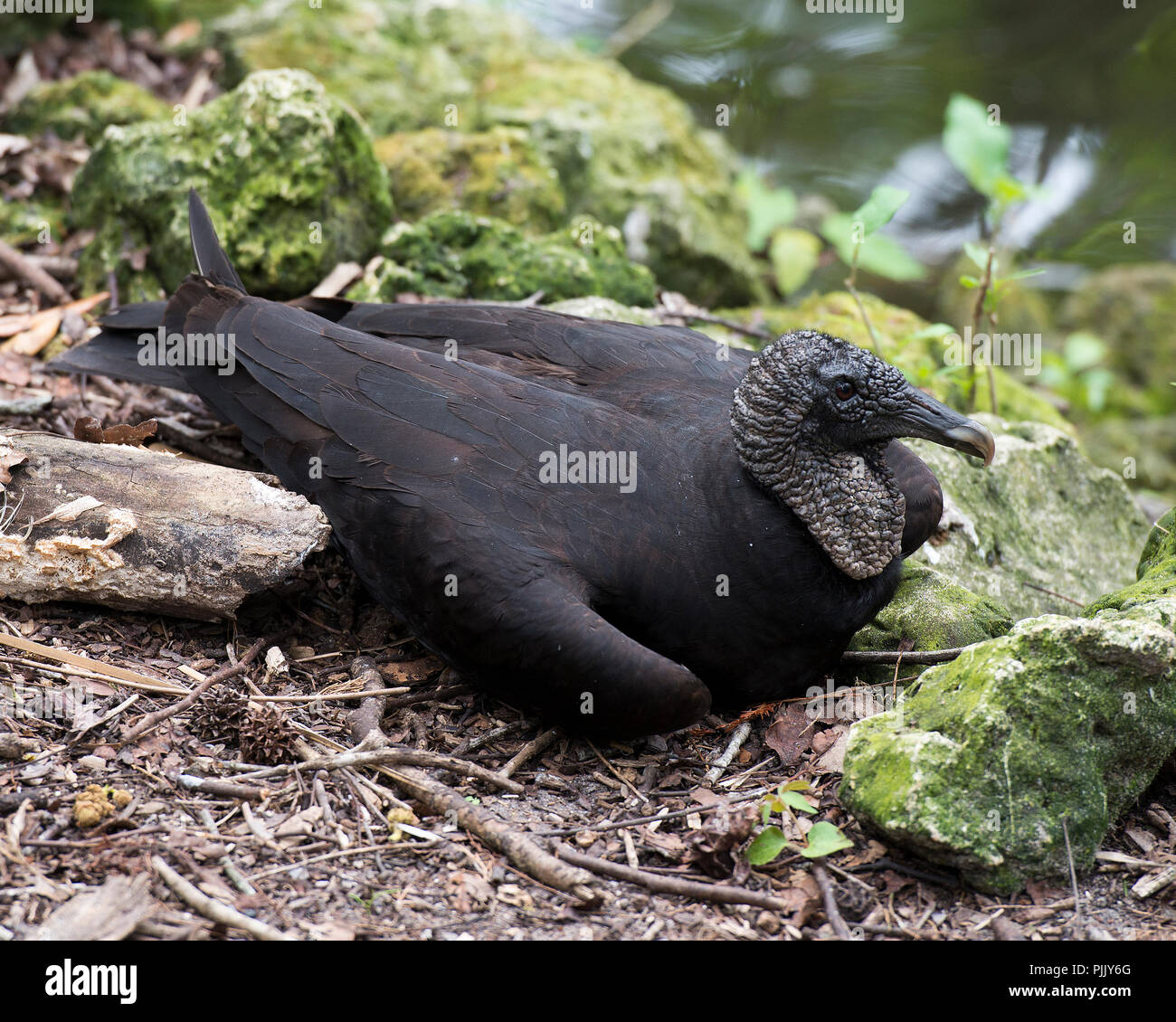 Vulture habitat photo hi-res stock photography and images - Alamy