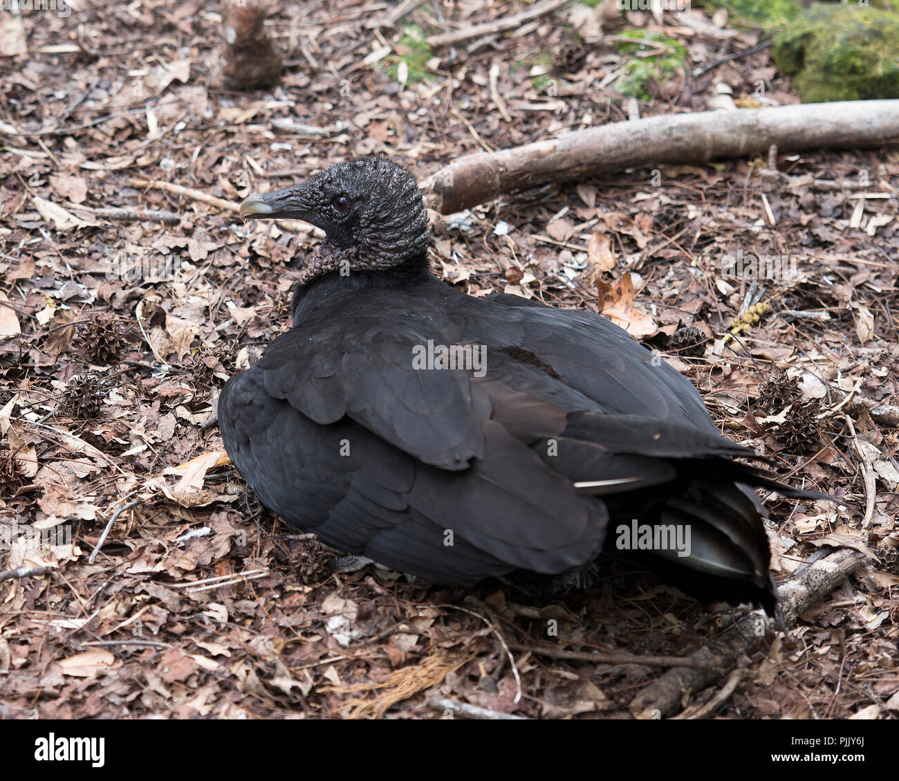 Black vulture bird stock photos hi-res stock photography and images - Alamy