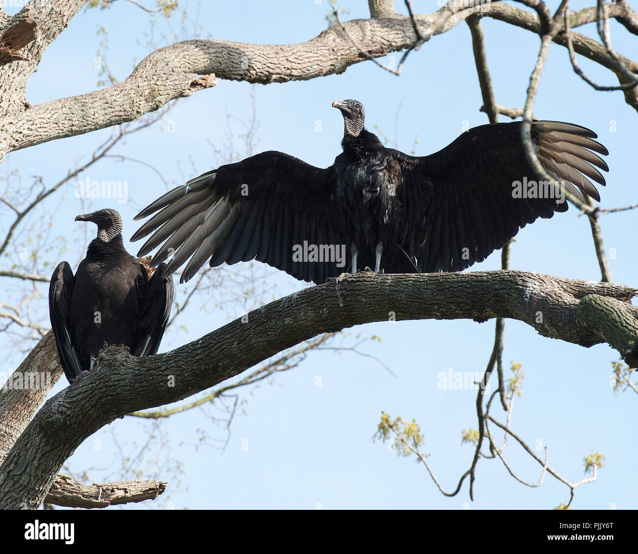 Beautiful couple vulture bird hi-res stock photography and images - Alamy