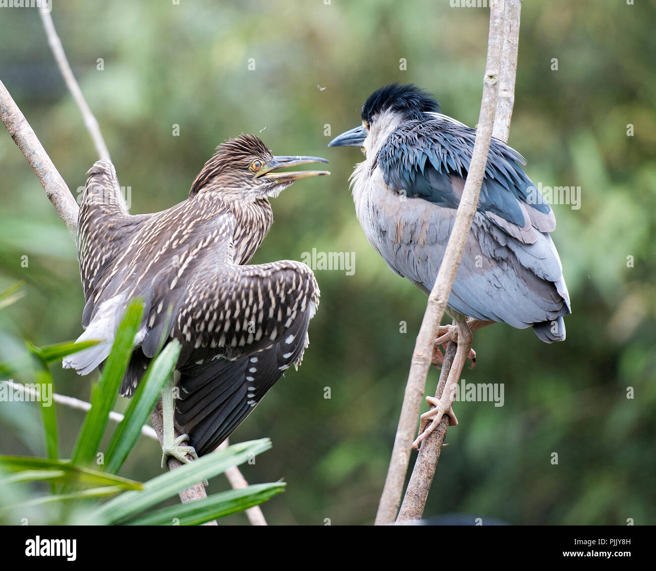Juvenile birds hi-res stock photography and images - Alamy