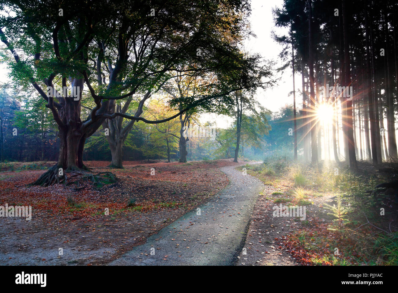 cycling path in autumn forest during sunrise Stock Photo - Alamy