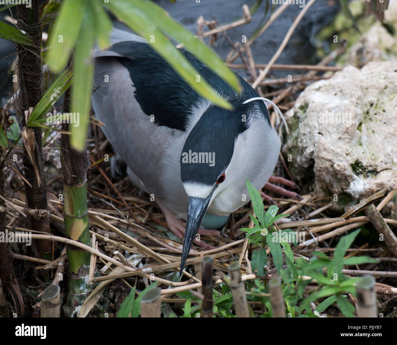 Black crowned night heron on nest hi-res stock photography and images ...