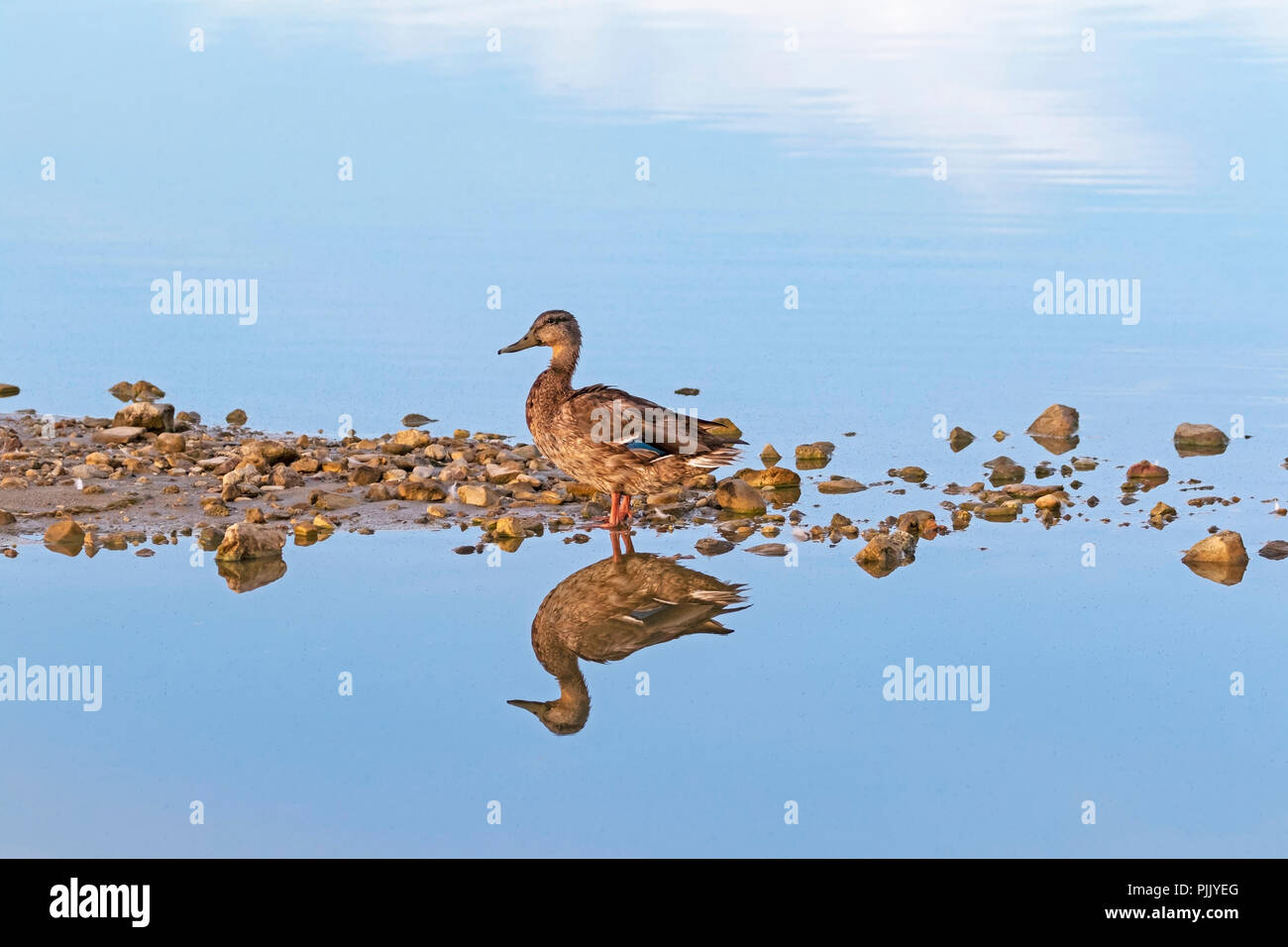 Duck at the lake in the early morning Stock Photo - Alamy