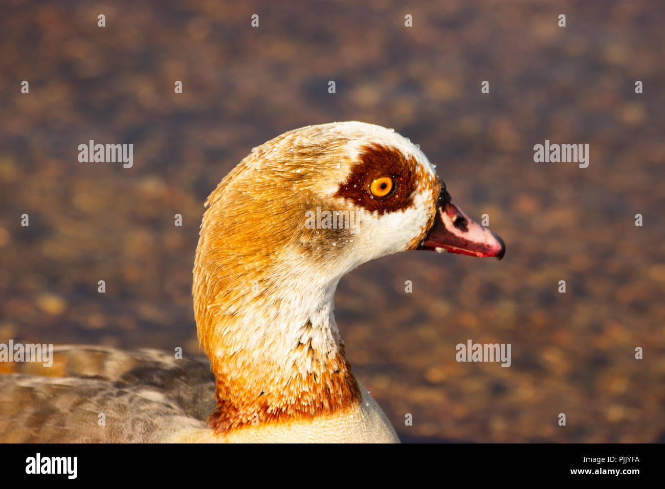 Side profile egyptian goose hi-res stock photography and images - Alamy