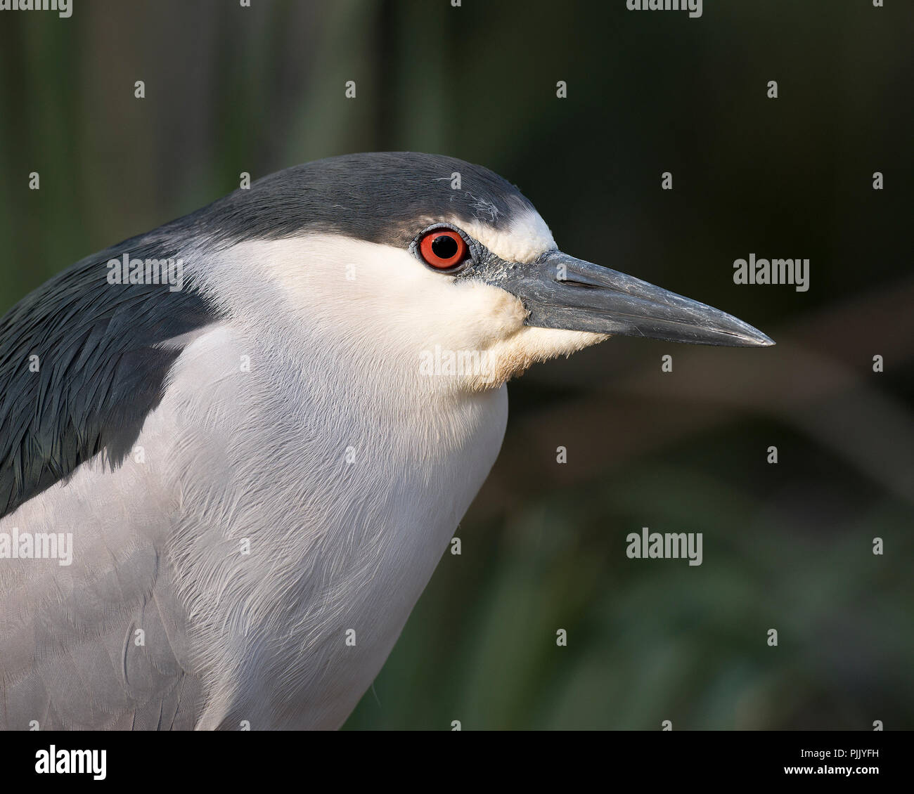 Black crowned Night-heron adult bird head close-up profile view with ...