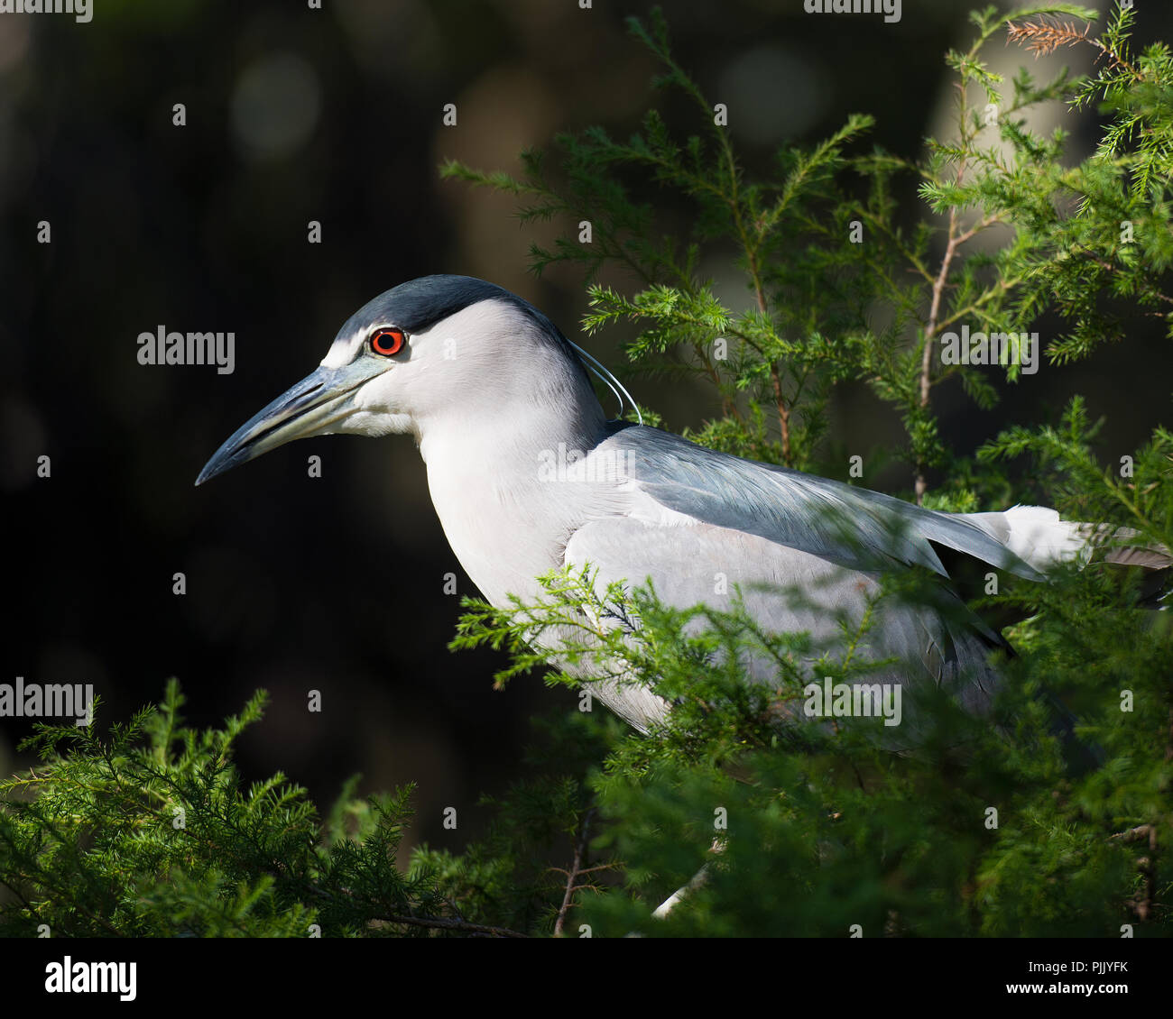 Black-Crowned Night-Heron bird in its environment Stock Photo - Alamy