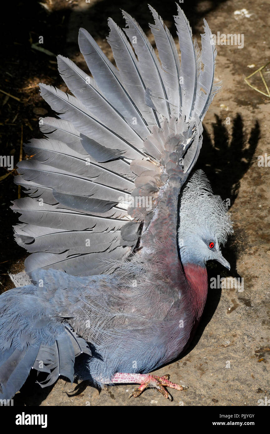 Le Parc des Oiseaux, Birds Park, Villars-les-Dombes, Ain, France Stock ...