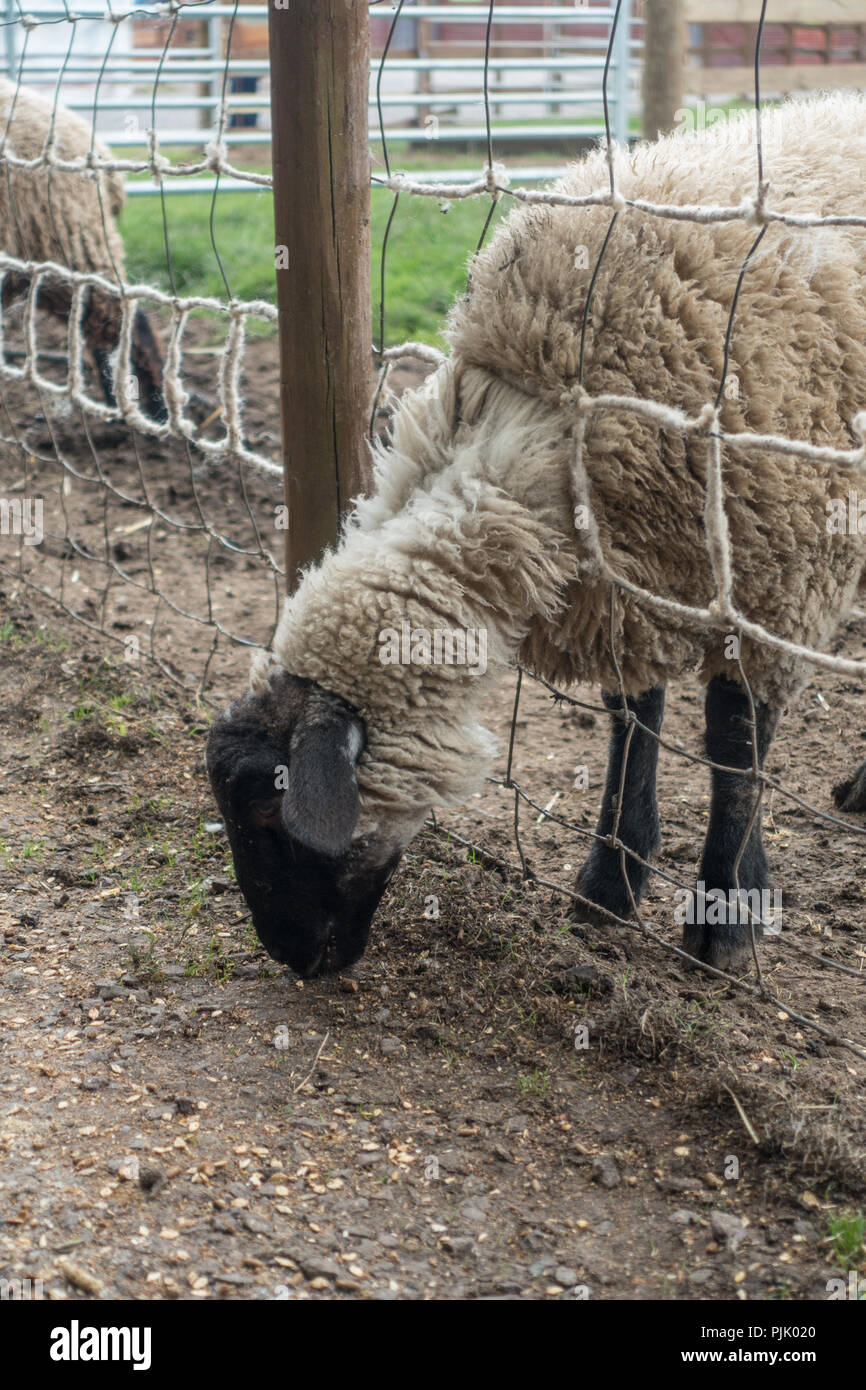 Animals at the zoo Stock Photo - Alamy