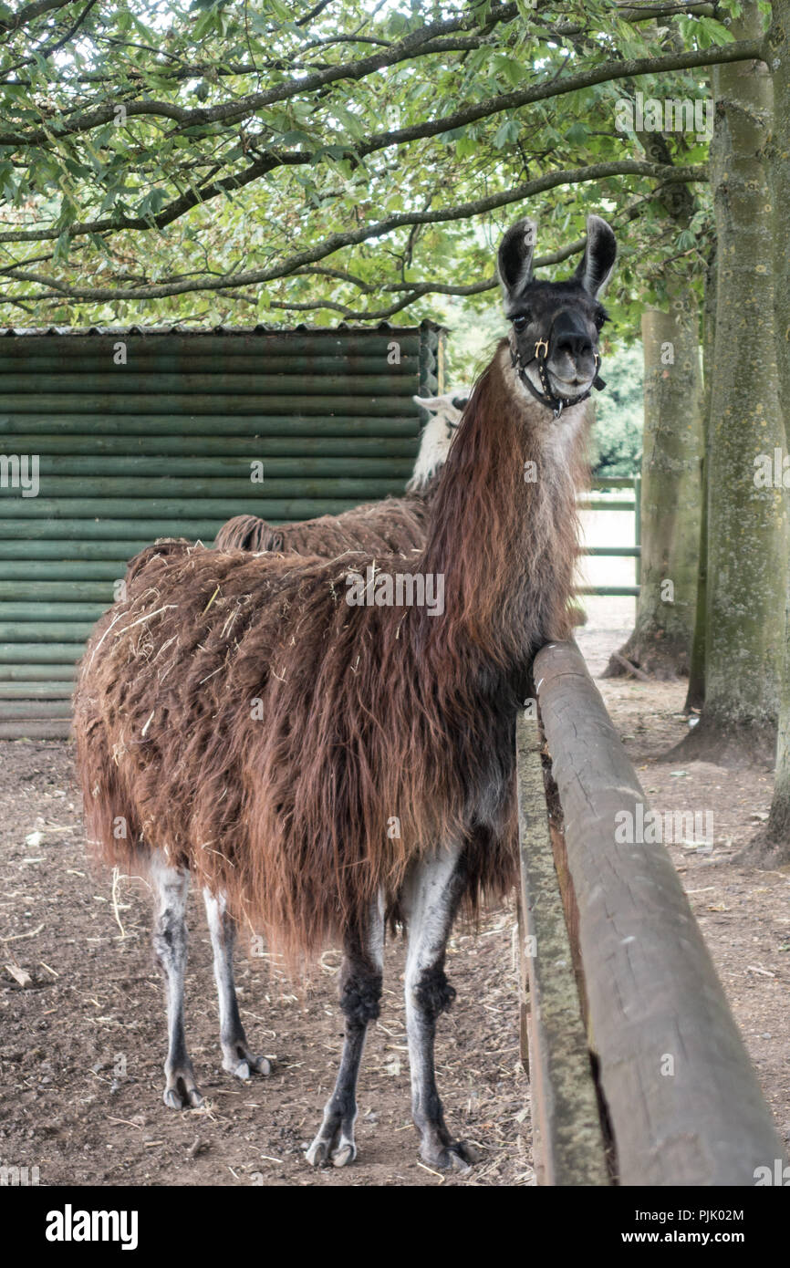 Llama Animals at the zoo Stock Photo - Alamy