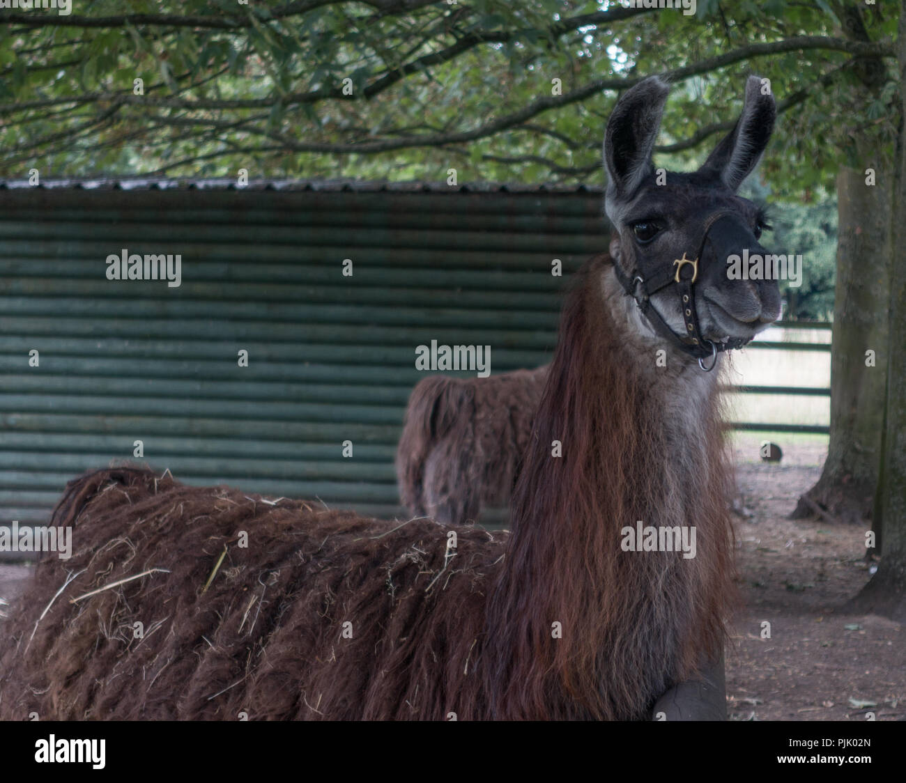 Llama Animals at the zoo Stock Photo - Alamy