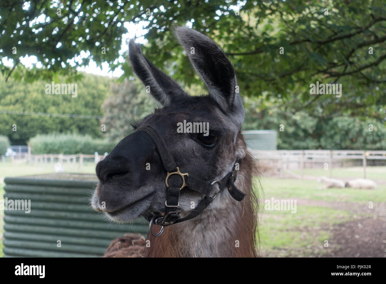 Llamas long neck hi-res stock photography and images - Alamy
