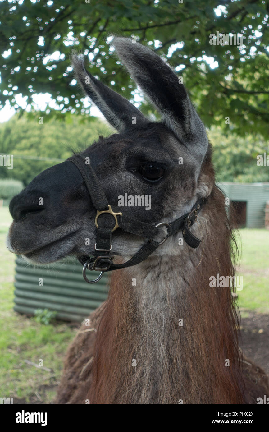 Llama Animals at the zoo Stock Photo - Alamy