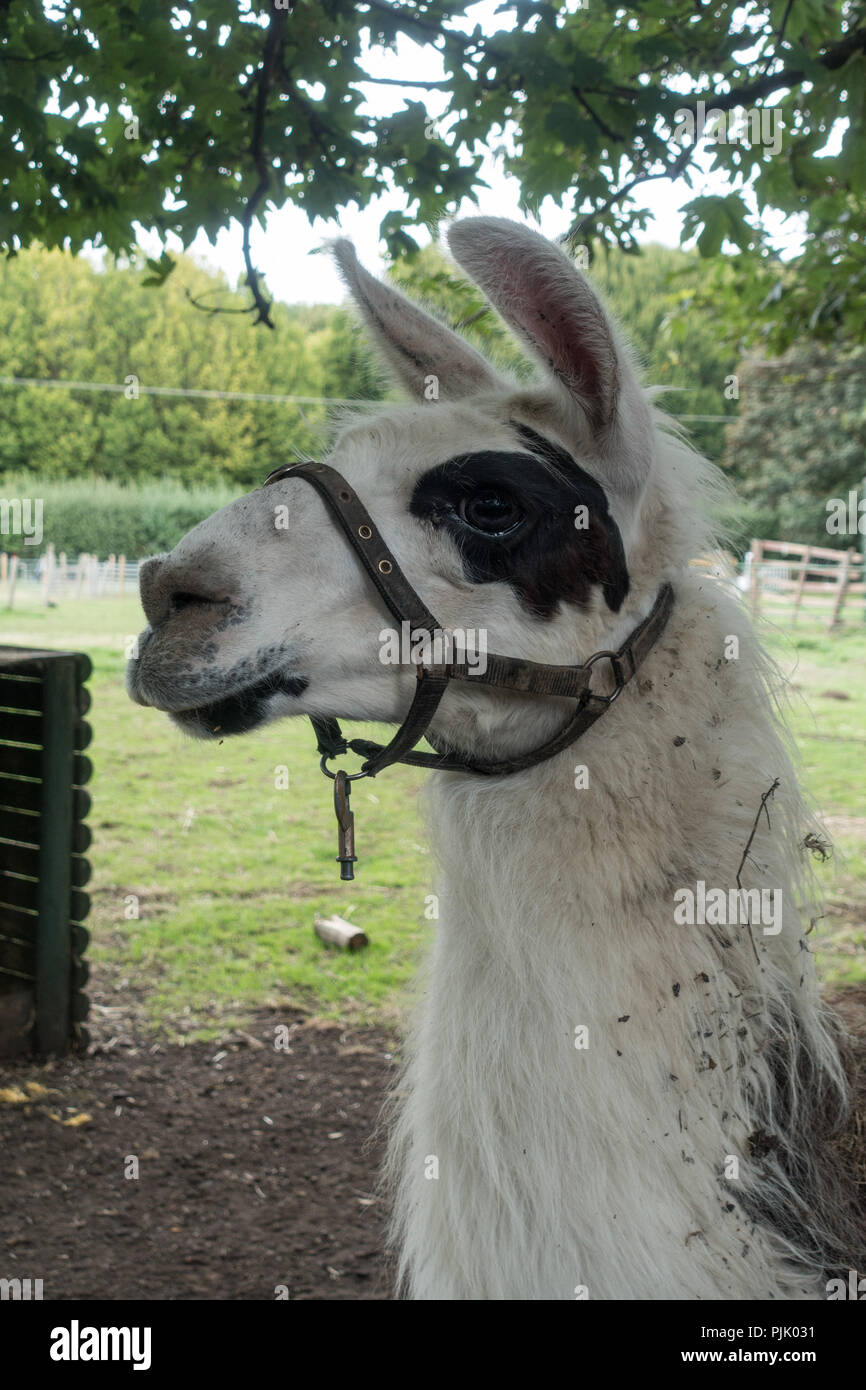 Llama Animals at the zoo Stock Photo - Alamy