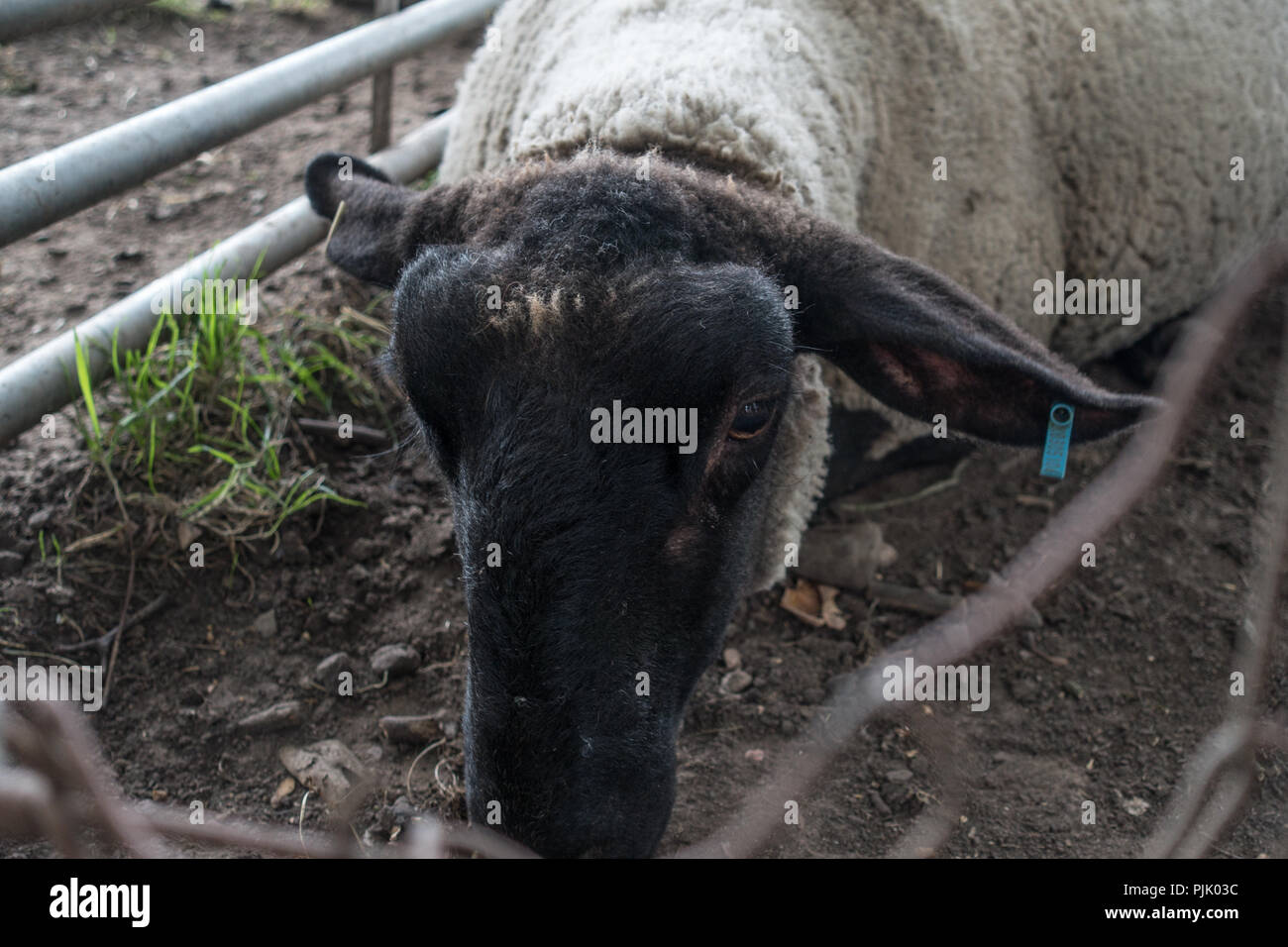 Look after animals hi-res stock photography and images - Alamy