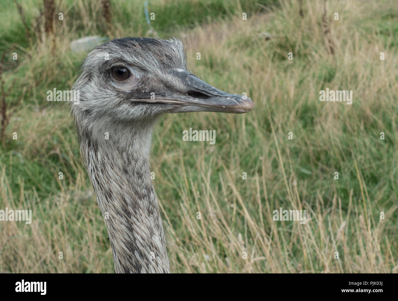 Emu bird at the zoo Stock Photo - Alamy