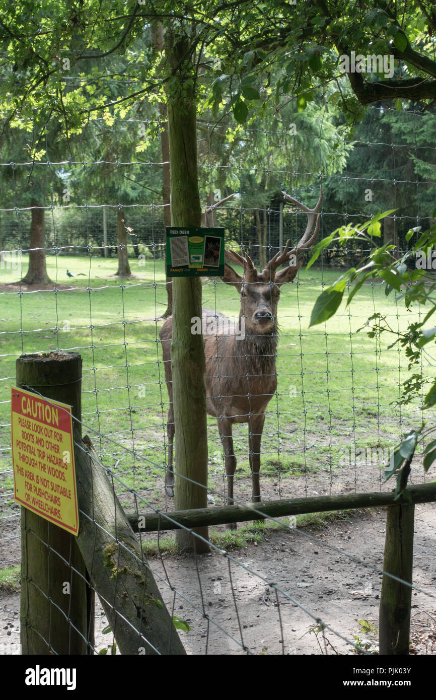stag looking through wire fence at a zoo Stock Photo - Alamy