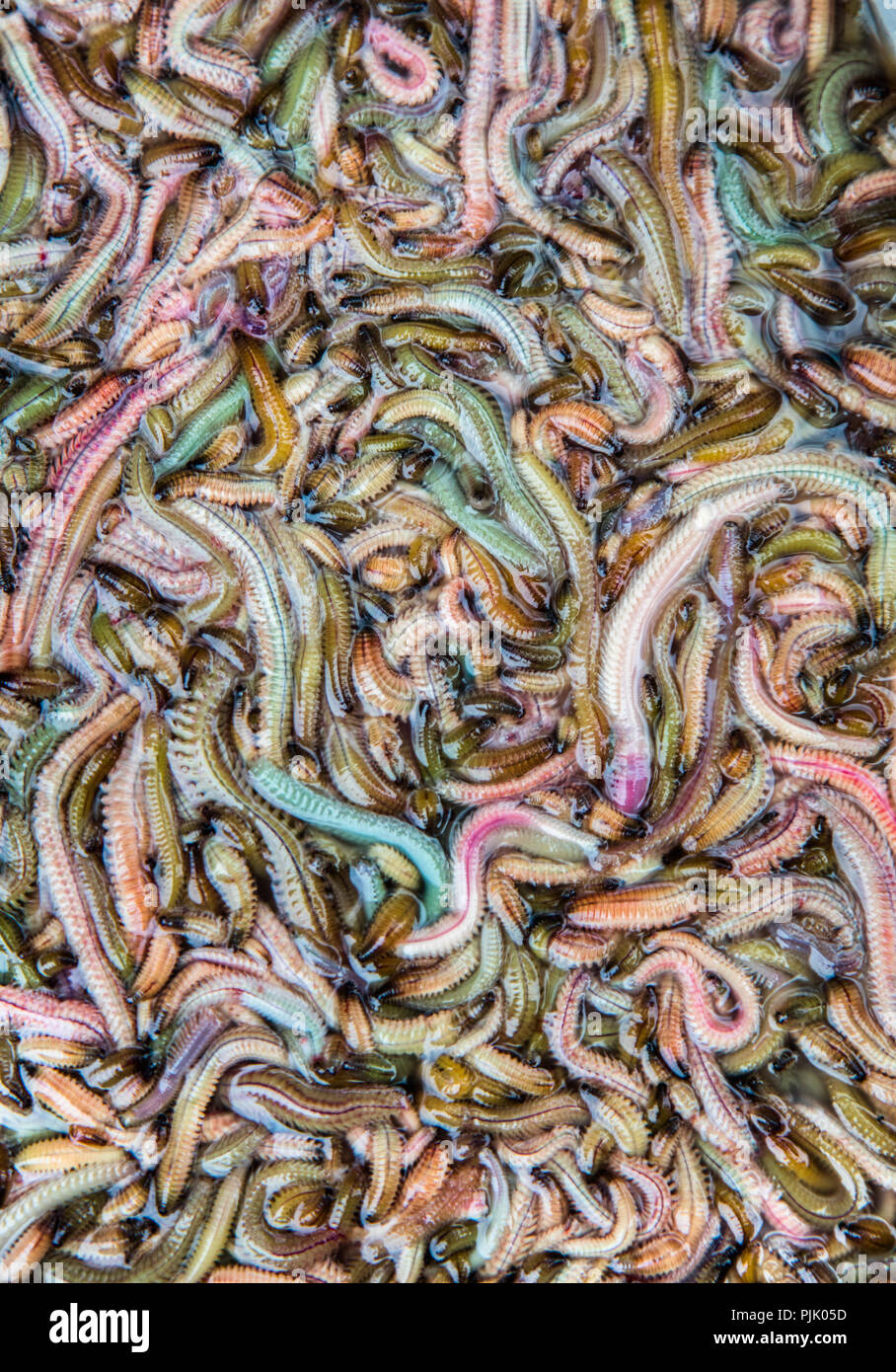 Fresh sea worms at the morning market in the historic district of Hanoi ...