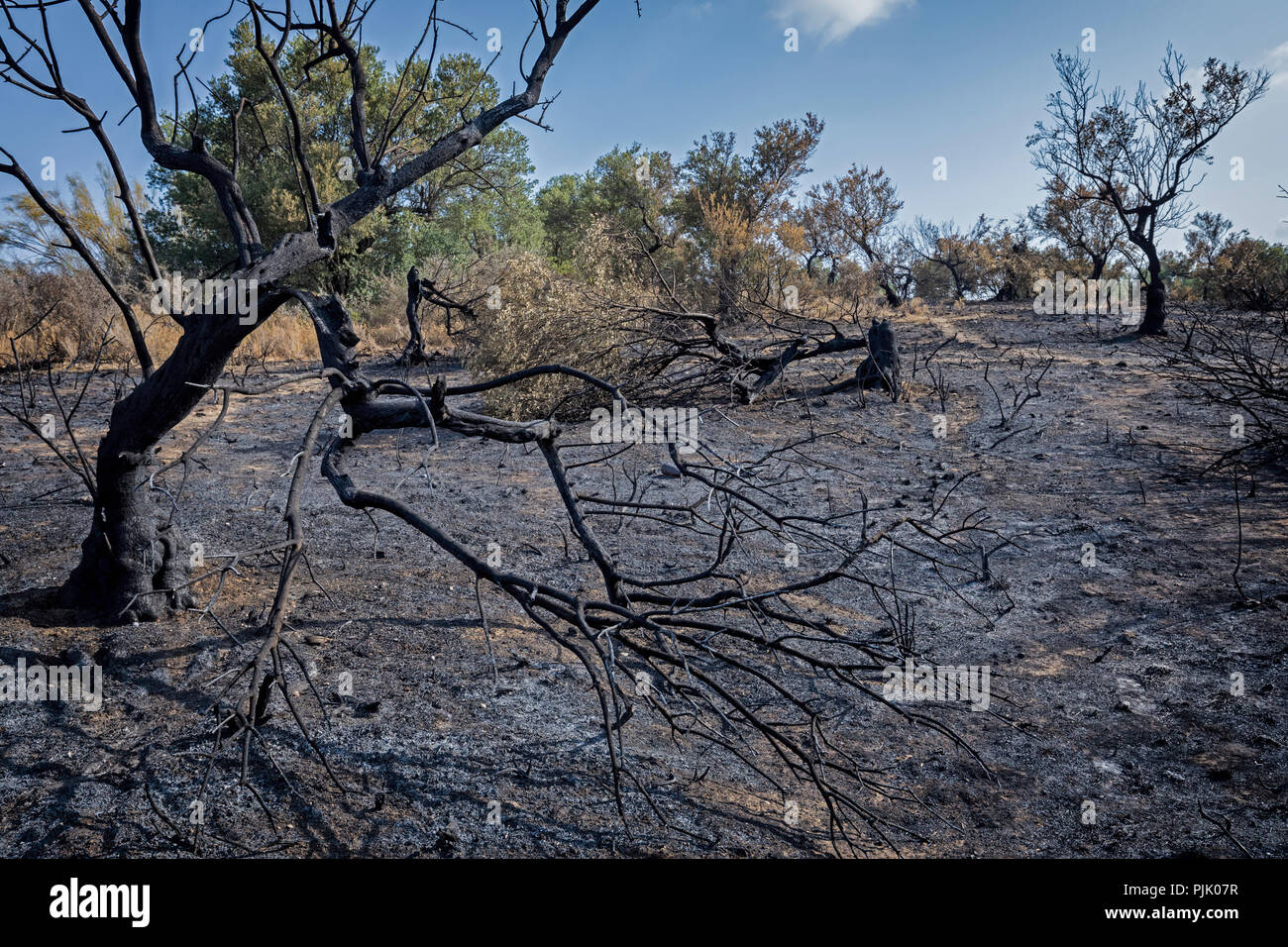 Wildfire aftermath hi-res stock photography and images - Alamy