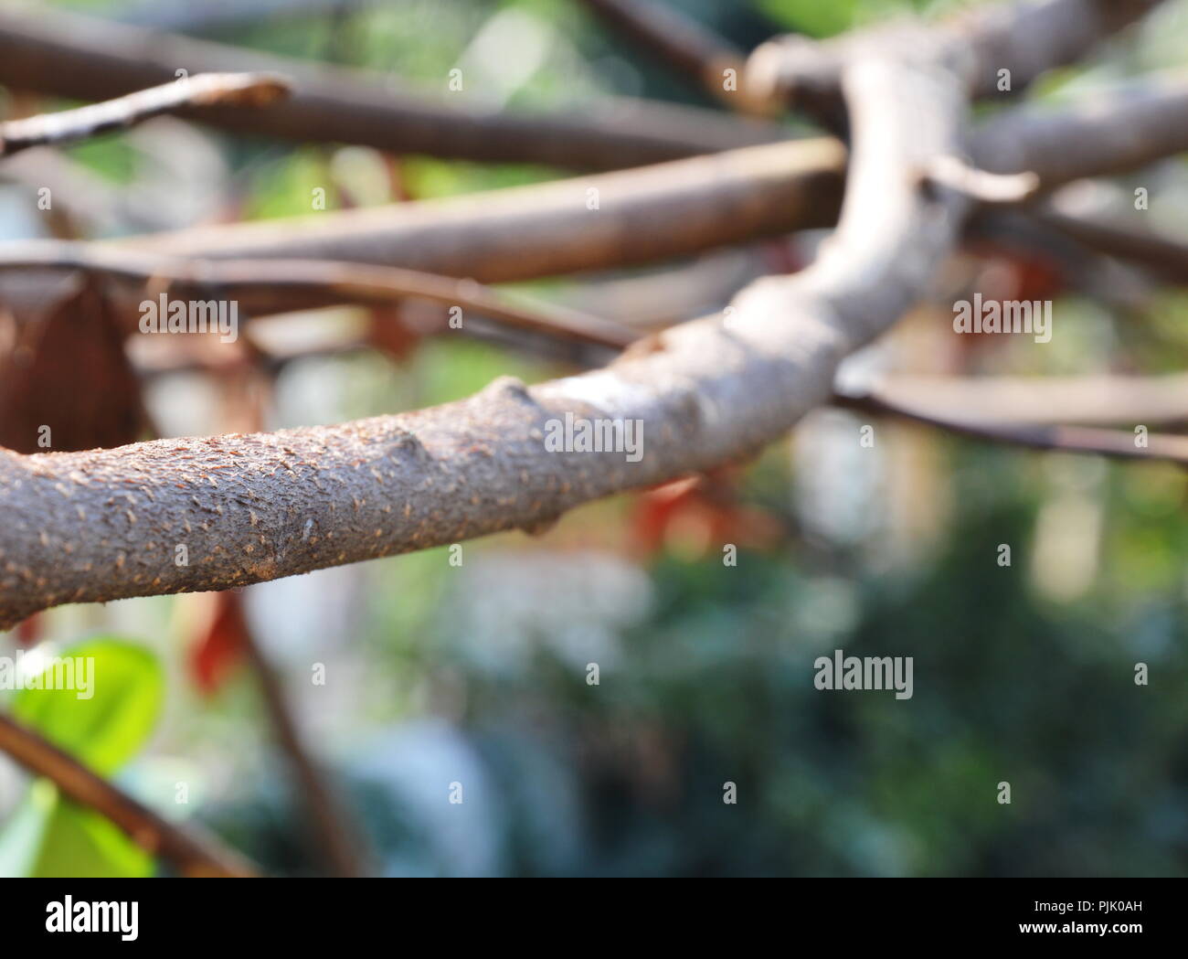 branch texture in garden Stock Photo - Alamy