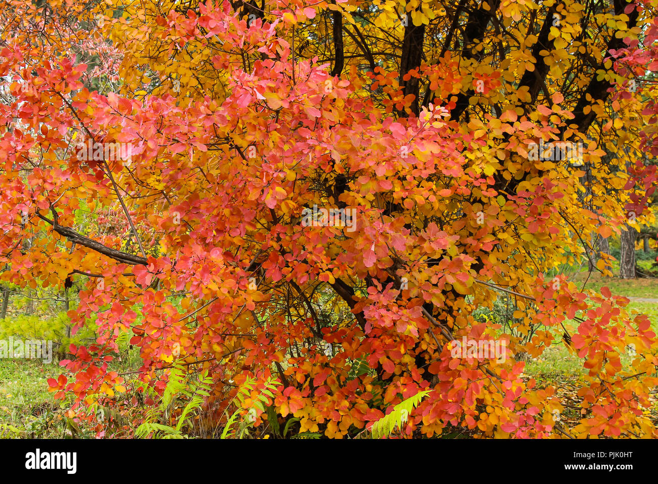 Beautiful autumn tree with red, orange and yellow leaves in forest ...