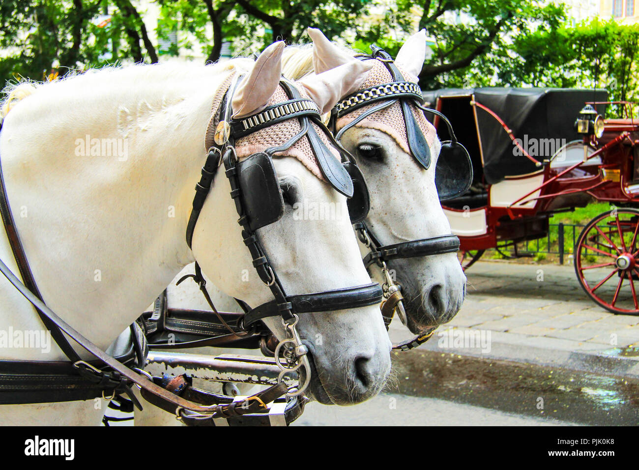 2 beautiful horses in harness stand on a street in Vienna, Austria ...