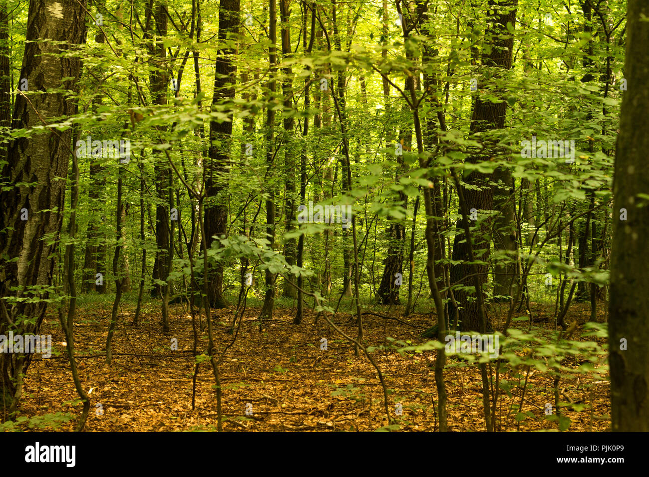 Beech forest. Beech is a deciduous tree, the main forest-forming ...