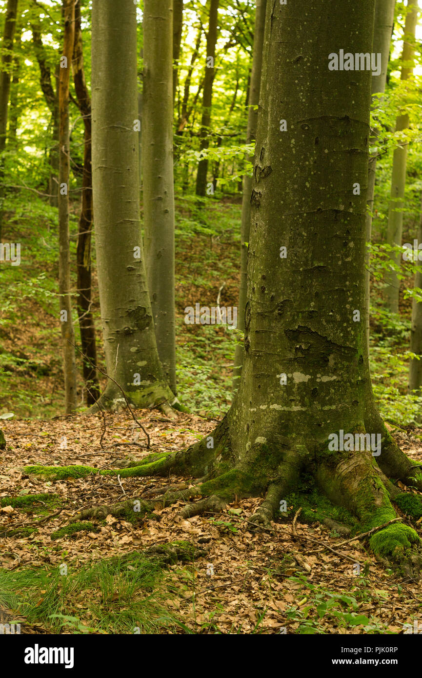 Beech forest. Beech is a deciduous tree, the main forest-forming ...
