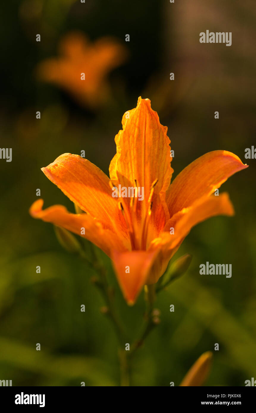 Orange lily. Flower isolate. Transparent petals. Evening in the garden ...