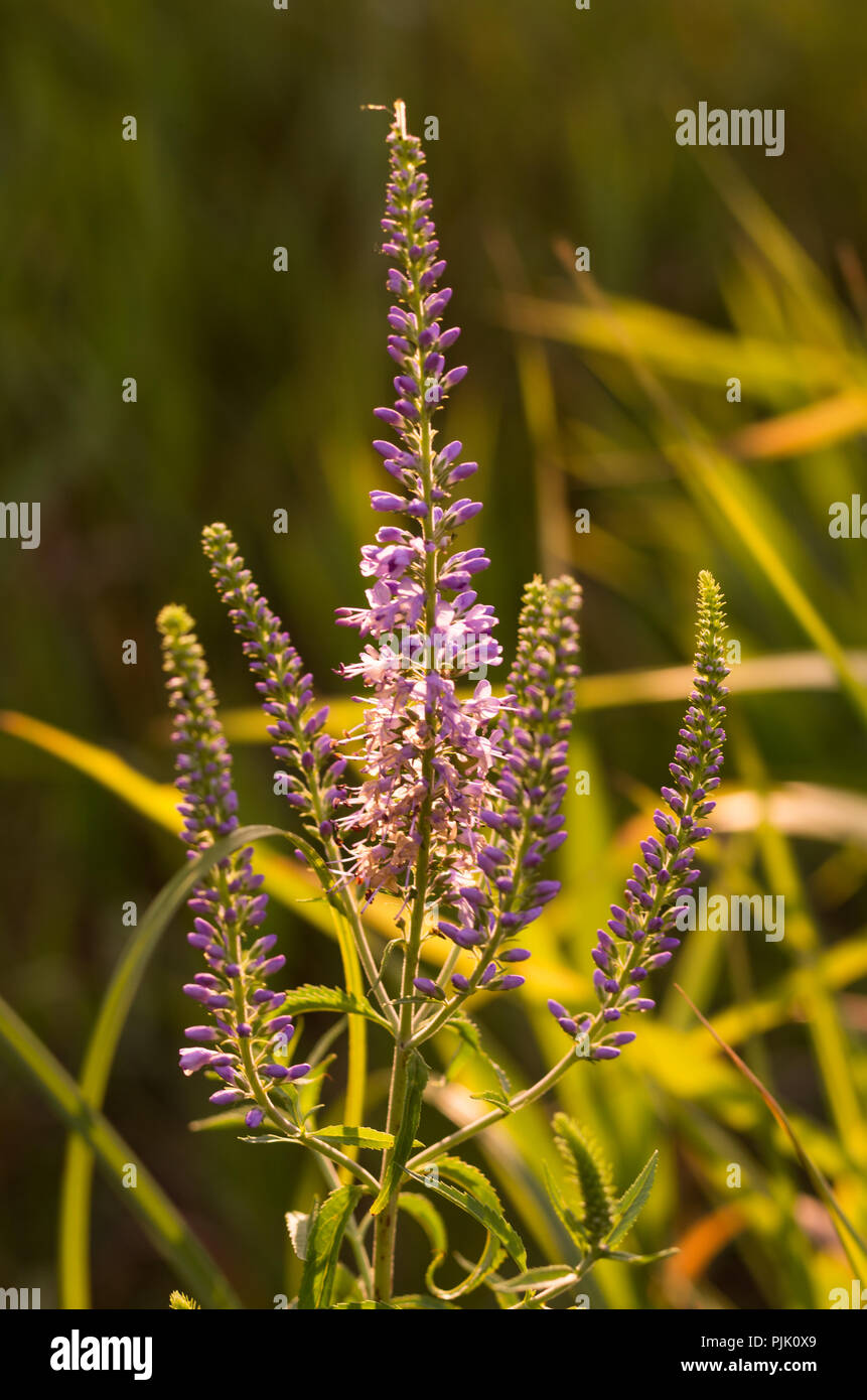 The marsh plant. Violet flower by the river. Summer evening Stock Photo ...