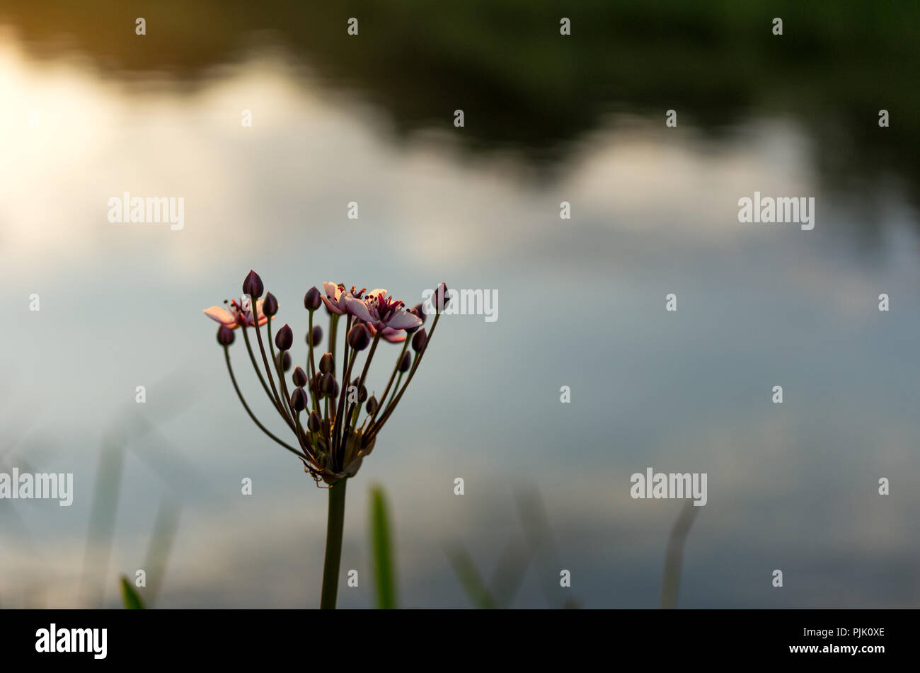 The marsh plant. A flowering plant on a swamp. Evening by the river ...