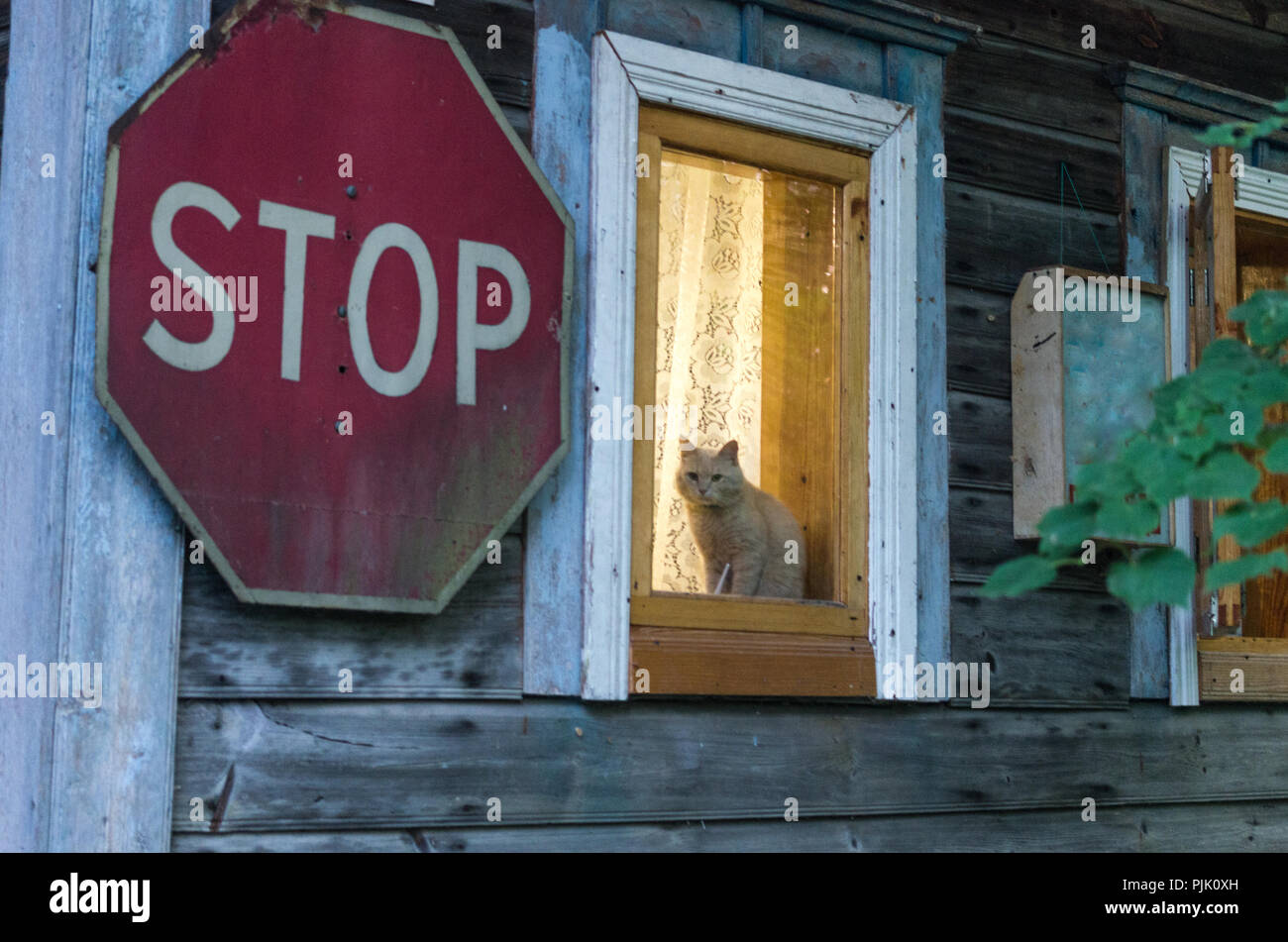 The cat guards the house. Cat and stop sign. No entry Stock Photo - Alamy