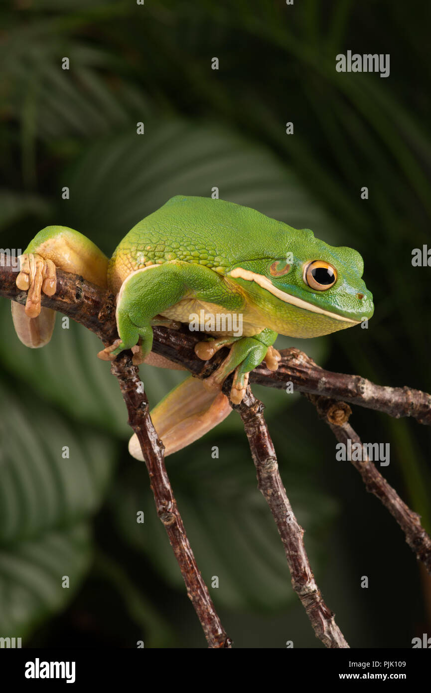 White Lipped Tree Frog (Litoria infrafrenata Stock Photo - Alamy