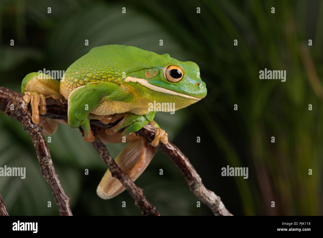 White Lipped Tree Frog (Litoria infrafrenata Stock Photo - Alamy