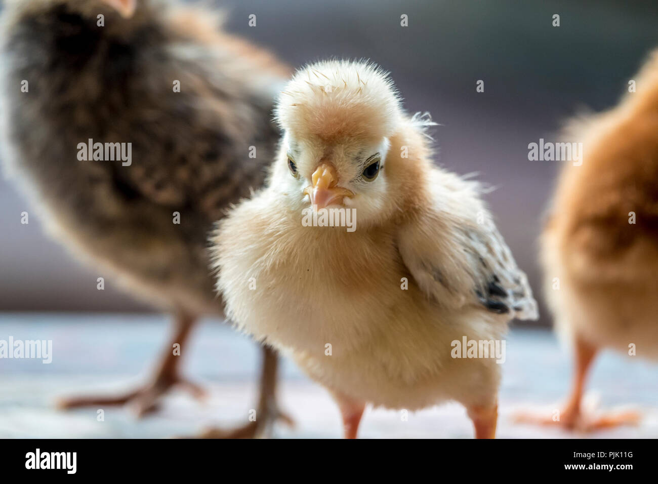 chicken,Gallus gallus domesticus is a type of domesticated fowl, a ...