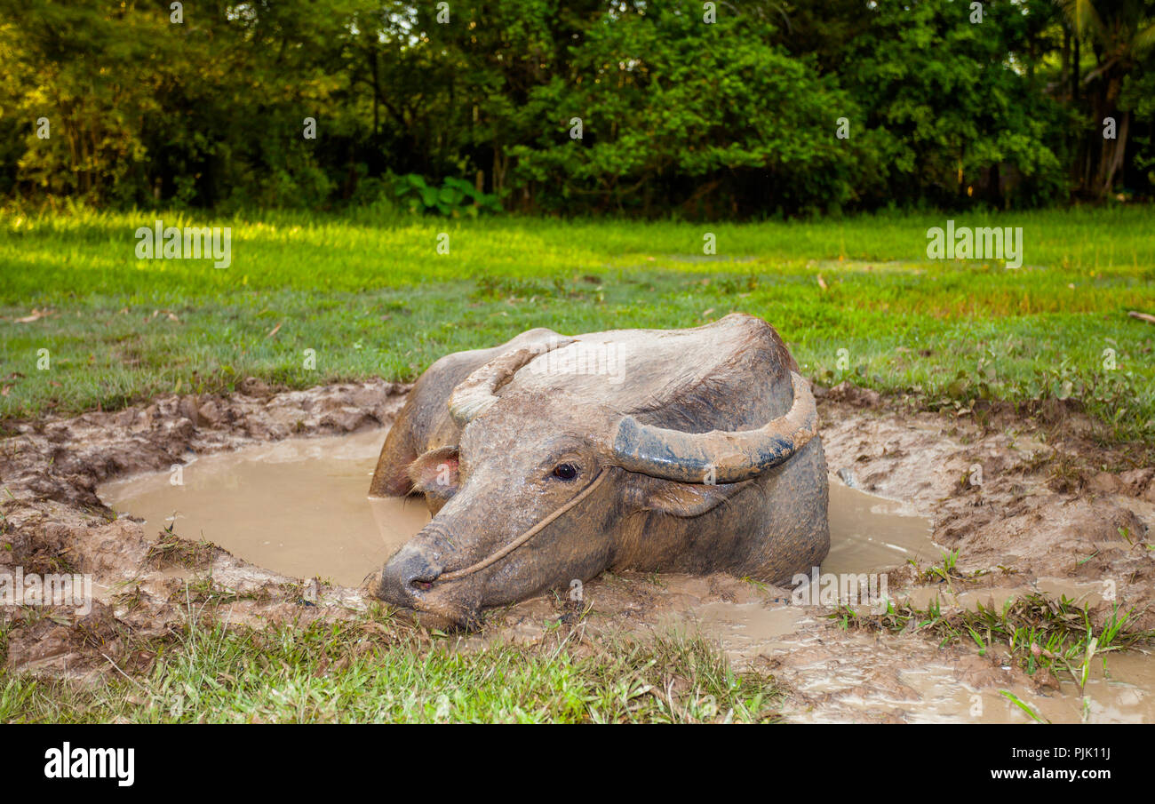Buffalo muddy in mud pond It is a Buffalo way of life Stock Photo - Alamy