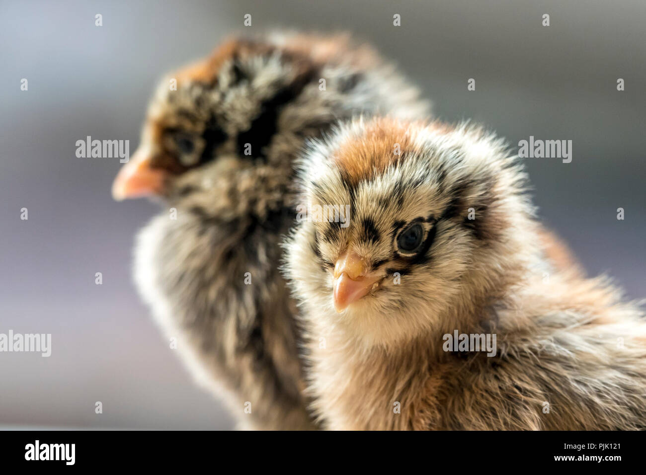 chicken,Gallus gallus domesticus is a type of domesticated fowl, a ...